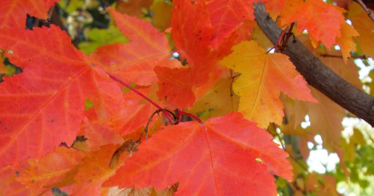 Great Fall Color--Amur Maple