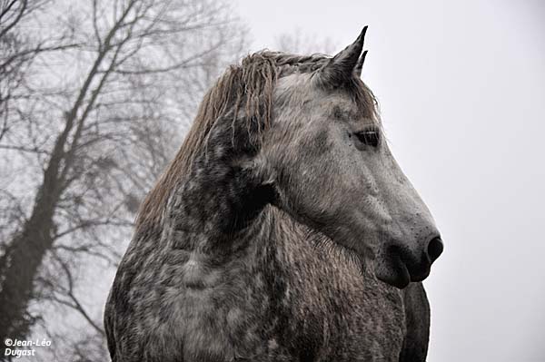 Percheron International: Génétique Et Sélection Du Cheval Percheron