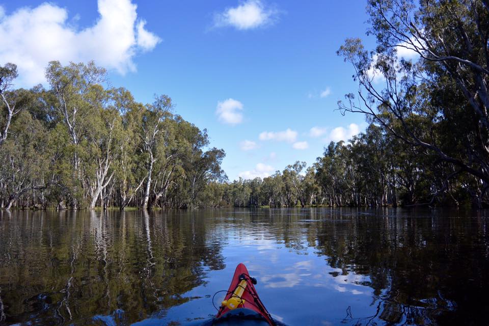 Murray River Kayak.: Murray river Paddle 2016 Day 18 Barham - Benjaroop