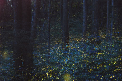 Everything About Japan: Enchanting Firefly Forest in Japan