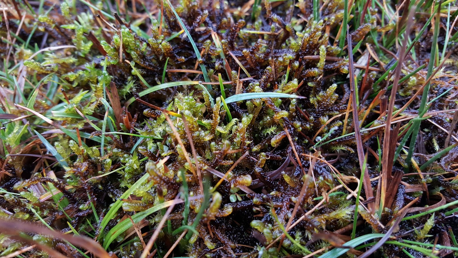 South Wales Bryophytes: 2018