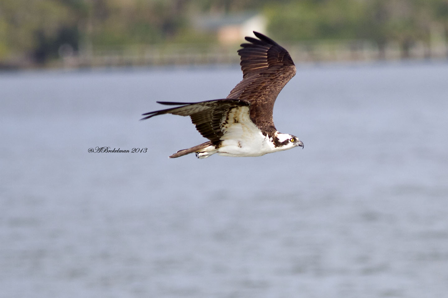 Ann Brokelman Photography: Osprey Dive Dive Dive - Fishing Florida Jan 2013