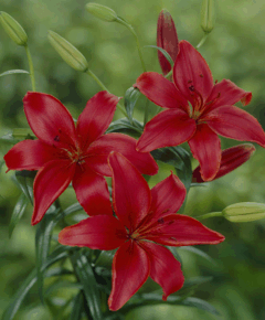 Simple Blue: Spring Bulbs