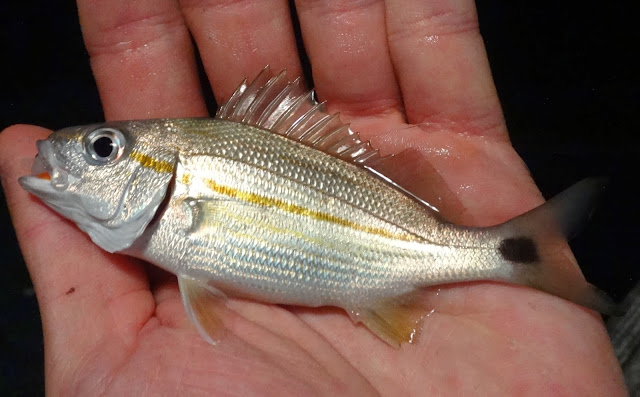 Ben Cantrell's fish species blog: FL shameless lifelisting part 1 ...