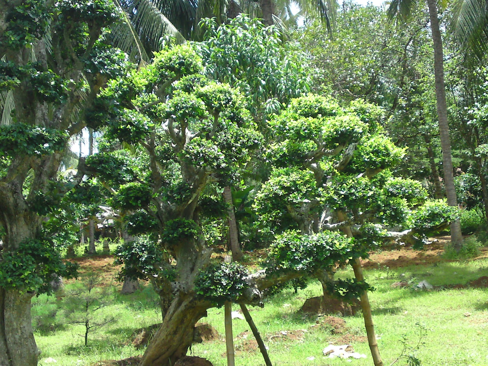CEMARA UDANG: POHON SERUT