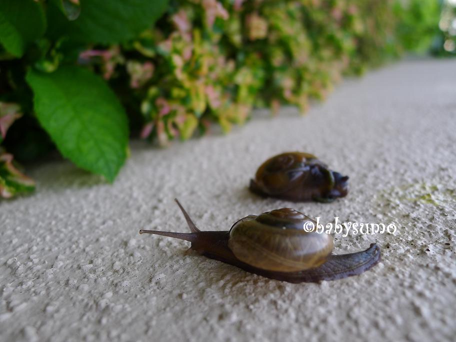 Baby Sumo Photography: Garden snail with transparent shell - Kuala ...