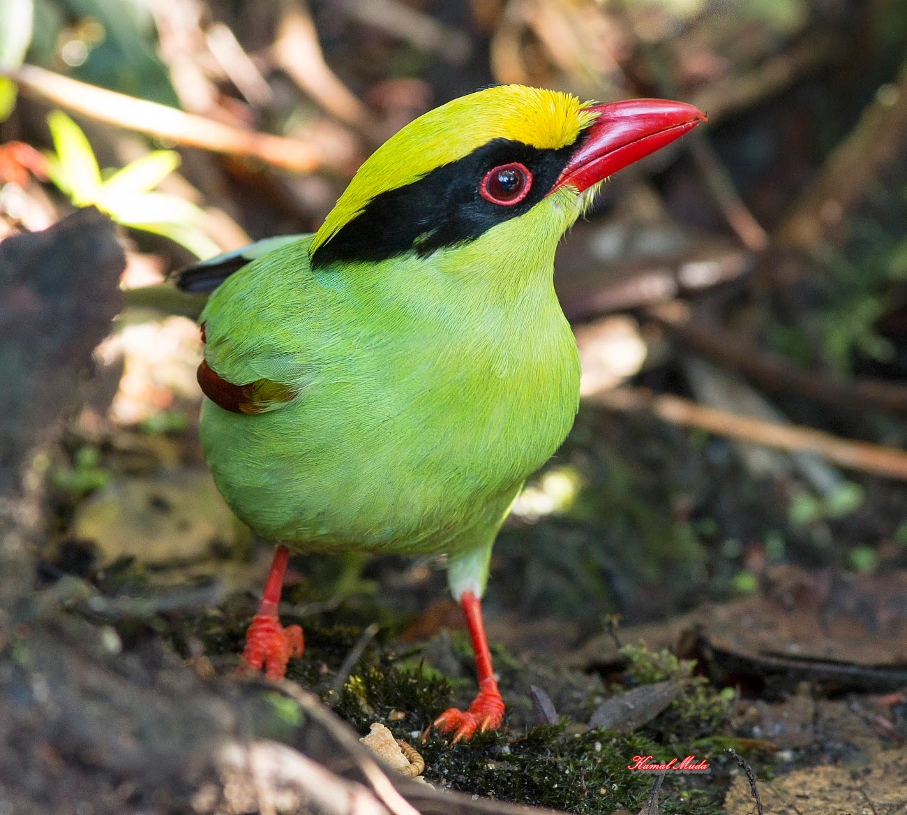 SOUTH EAST ASIA BIRDS - Malaysia birds paradise: green magpie