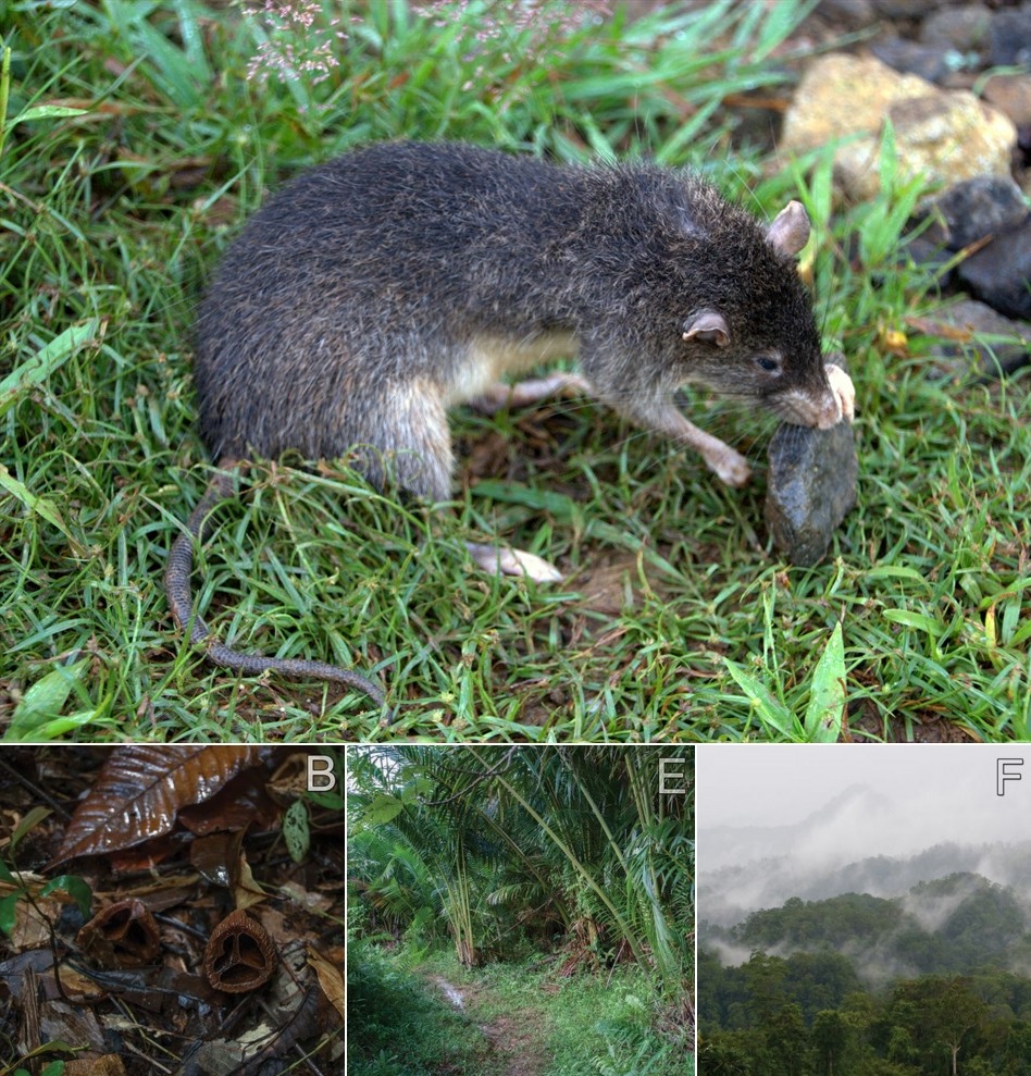 Species New to Science: [Mammalogy • 2016] Rattus detentus • A New ...
