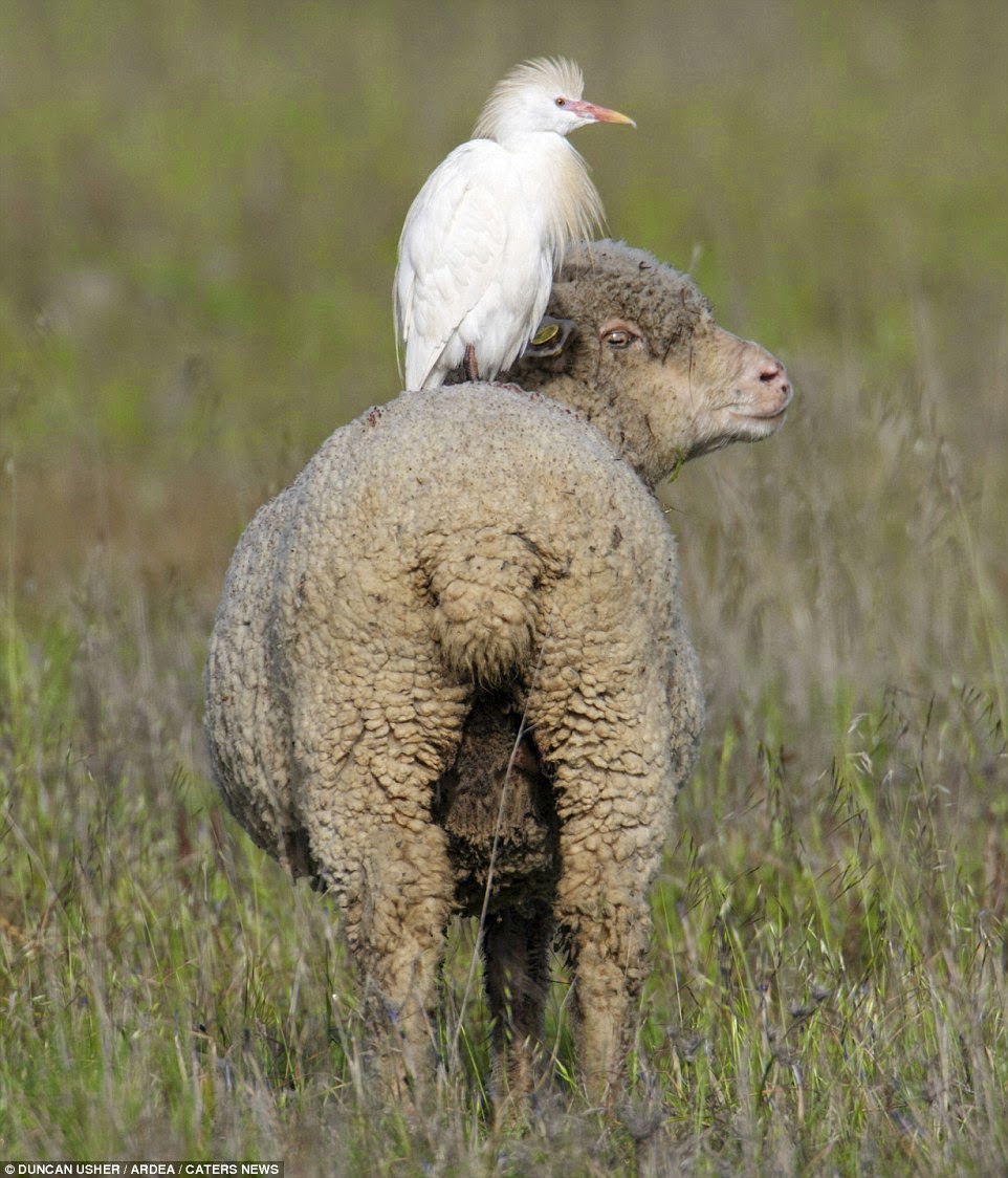 White Wolf : 10 Photos Show How Animals In The Wild Can Become The Most ...