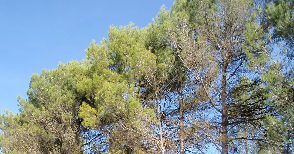 HERBARIO VIRTUAL DE BANYERES DE MARIOLA Y ALICANTE: Pinus halepensis ...