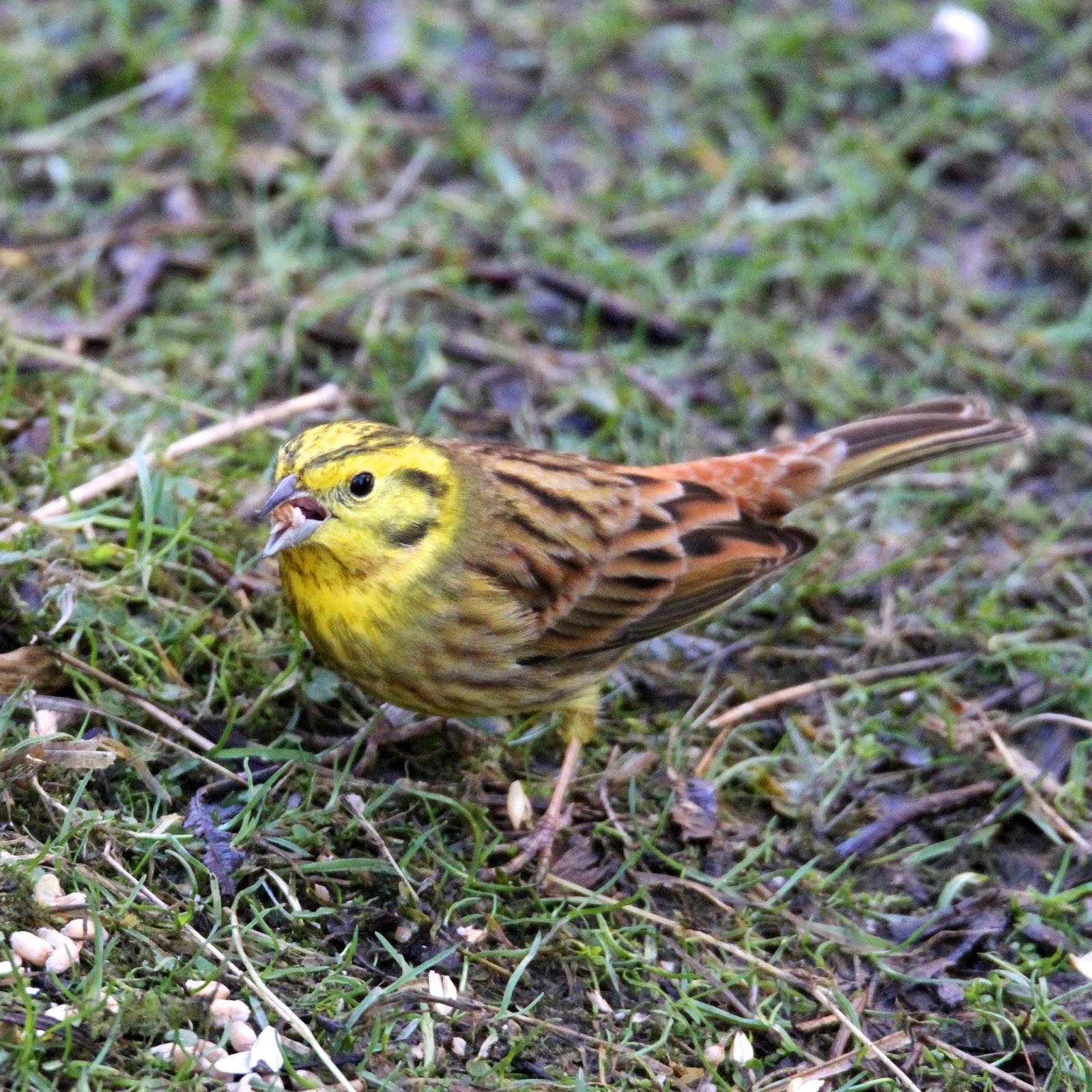 TrogTrogBlog: Bird of the week - Yellowhammer
