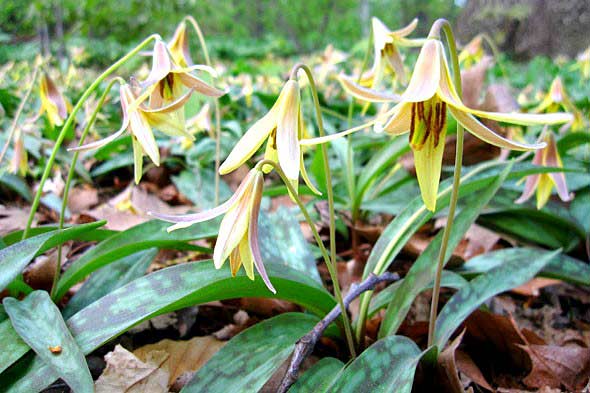 Trees Planet: Erythronium americanum - Trout Lily - Dogtooth Violet