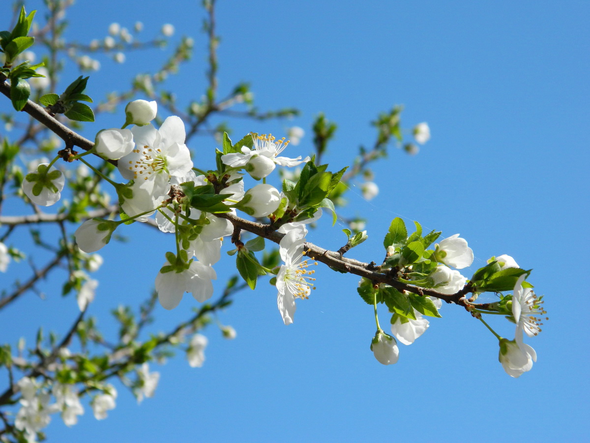 LA MULTI ANI, ROMANIA!: Pom inflorit cu flori albe