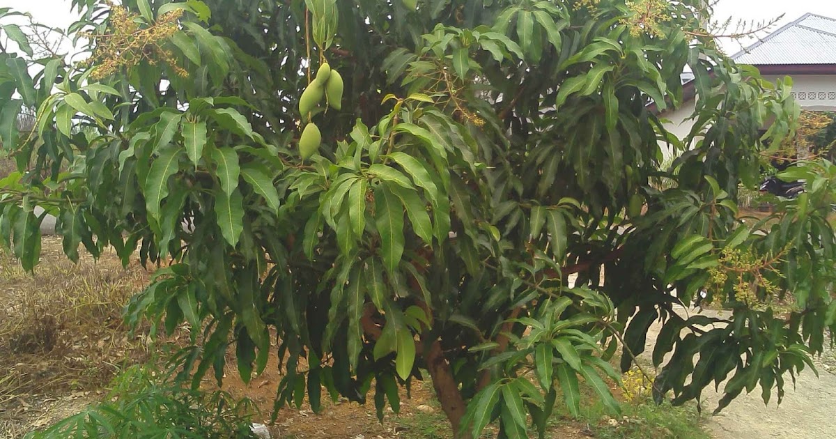 Cara Ampuh Mengatasi Rontok Bunga Pada Tanaman Mangga - saung petani