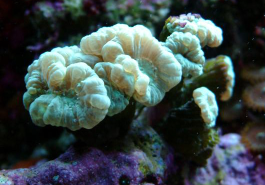 REEF CORAL SPECIES