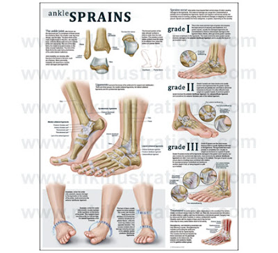 Building Better Athletes: Anatomy Lesson: The Foot and Ankle