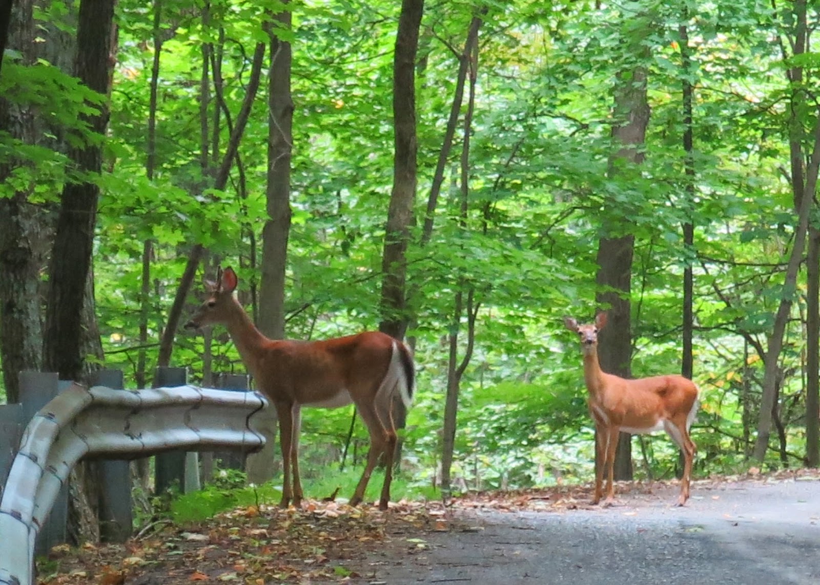 ifthethunderdontgetya™³²®©: Deer Spider