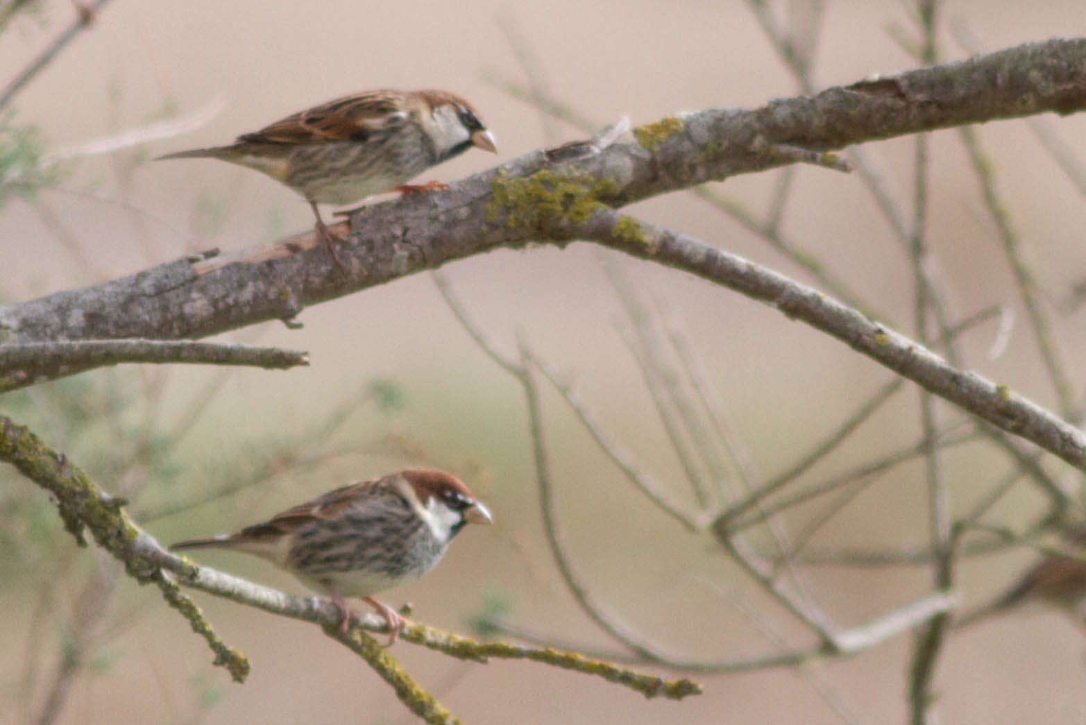 Tiny Sparrow With Black Line Through