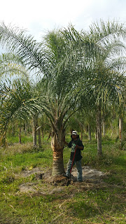 A Quality Plant: Queen Palm Tree for the Cold Hardy Landscape