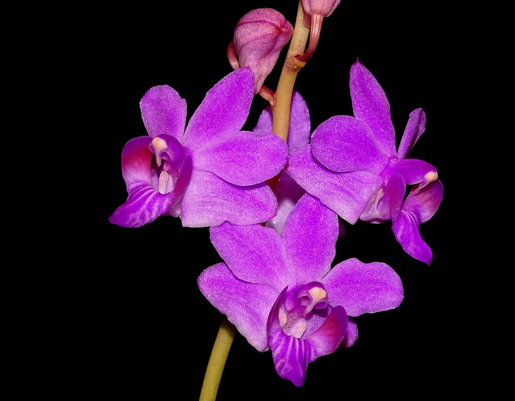 Phalaenopsis pulcherrima care and culture | Travaldo's blog