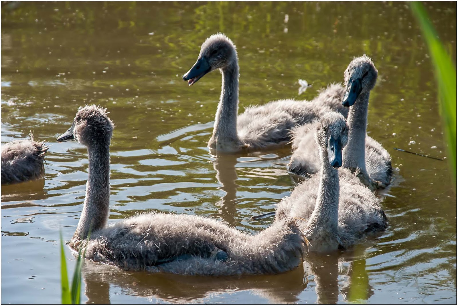 Lincolnshire Cam: Cygnets & Swans.
