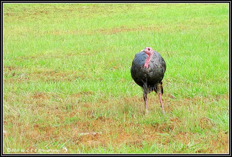 Ocala, Central Florida & Beyond: Wild turkeys in the wilds of Ocala!