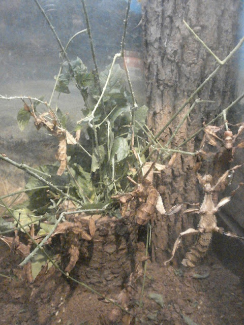 The Zoo Review: Species Fact Profile: Australian Walking Stick