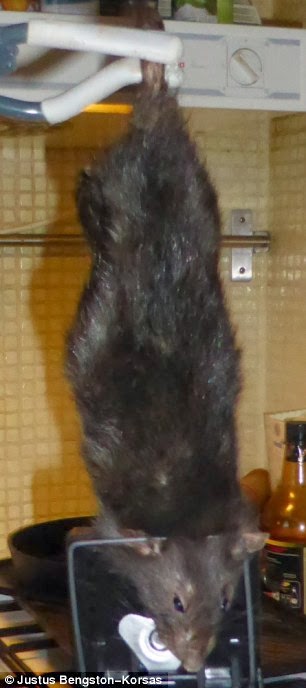 Photos: 'World's Largest Kitchen Rat' Caught Inside Swedish Family Home ...