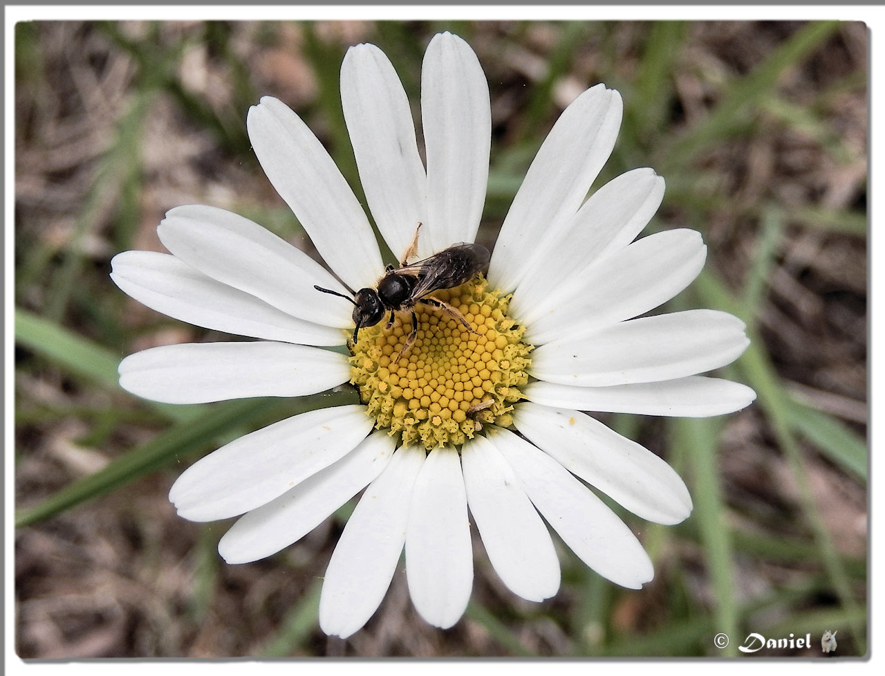 Photos Daniel: Fleur et Insecte