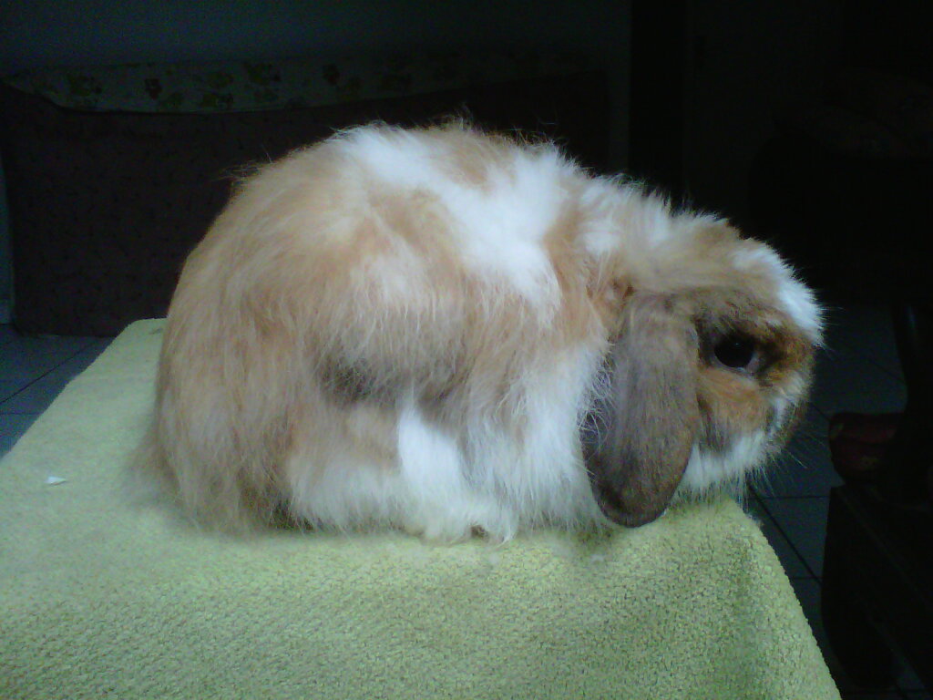 Bulu Kelinci American Fuzzy Lop AFL - gemarkelinci.blogspot.com