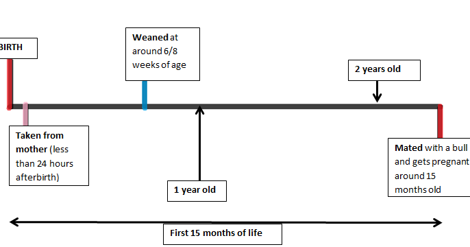 Life Cycle and Lactation Cycle of Dairy Cows - Vet in Training