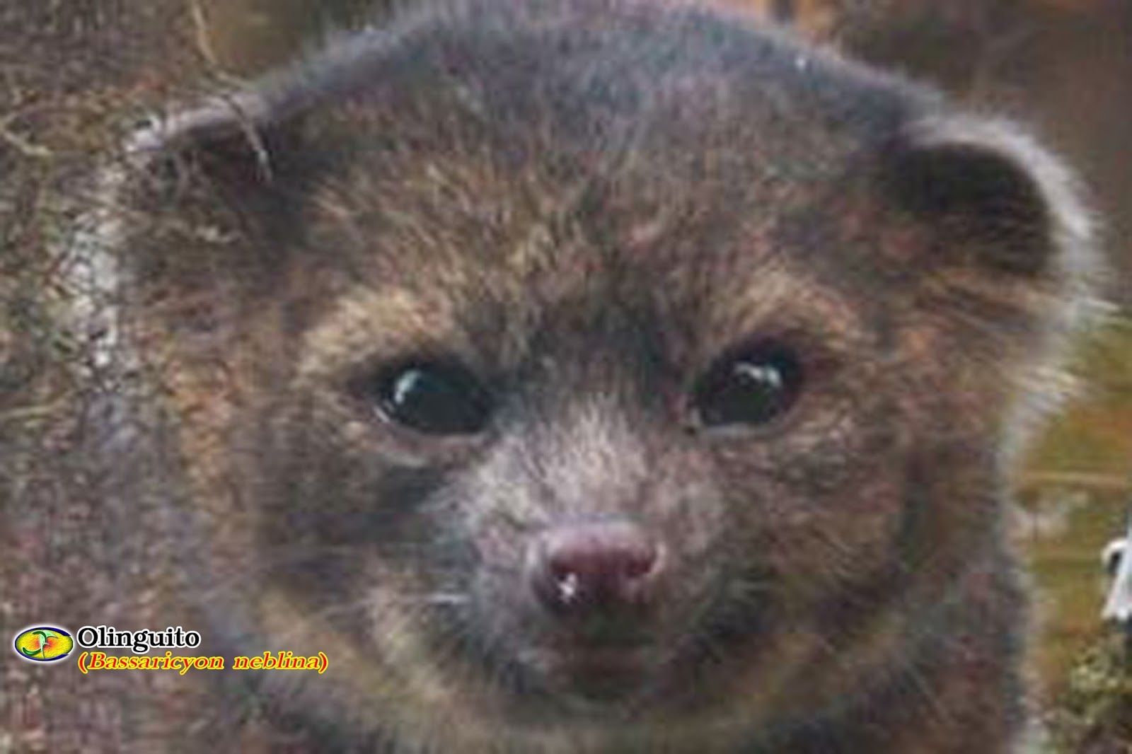 Zoologia: Olinguito (Bassaricyon neblina)
