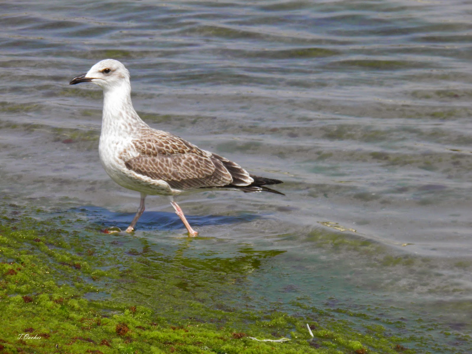 PASARI DIN ROMANIA: PESCARUS CU PICIOARE GALBENE, Larus michahellis