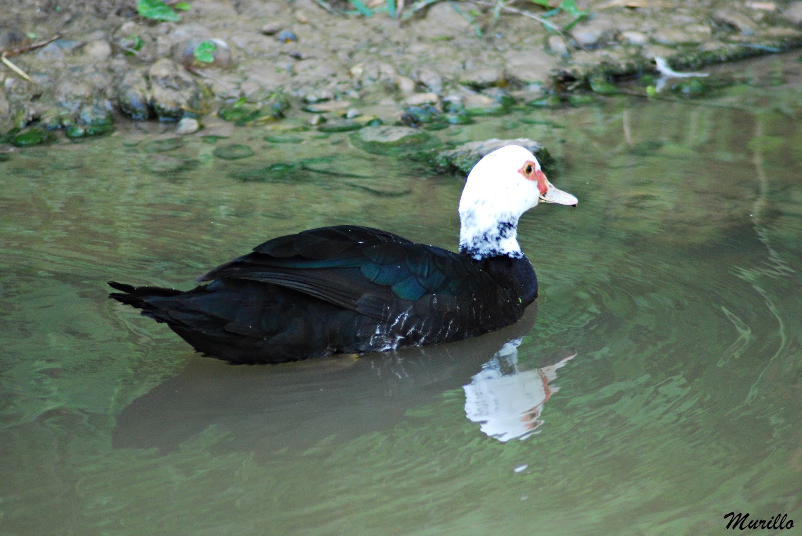 Las excursiones de Murillo "murillonature": Pato Criollo hembra ...