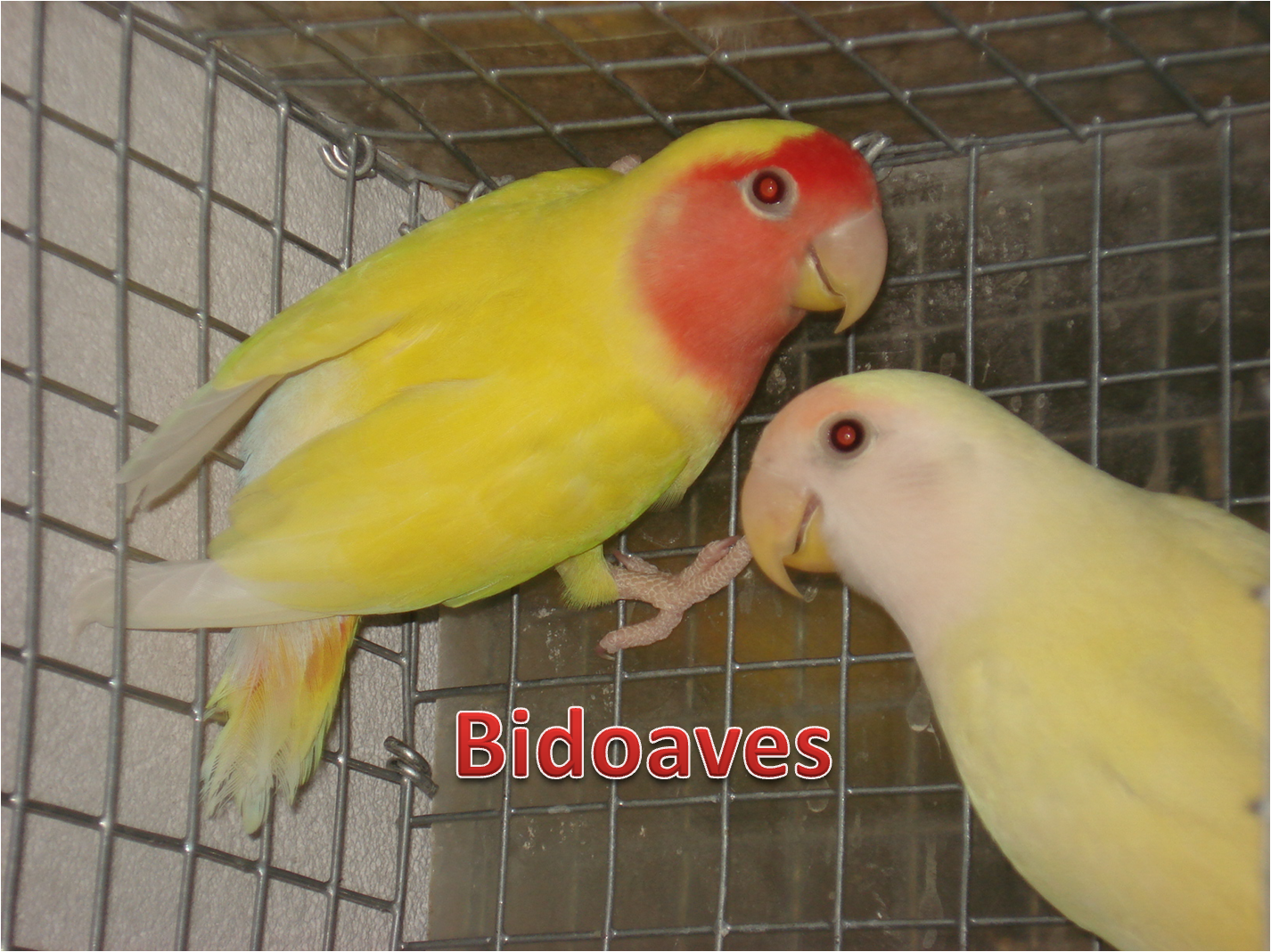 Bidoaves: Roseicollis