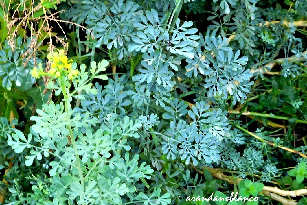 arbustosensevilla-encinarosa: Ruta graveolens - Ruda - Hierba de la gracia