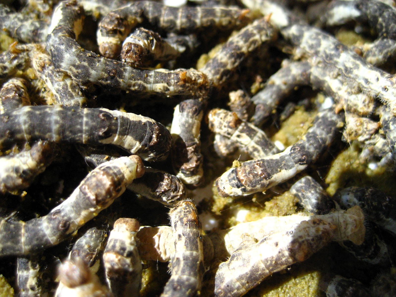 Banco Genético de Bombyx mori en Valencia (España): Comida artificial