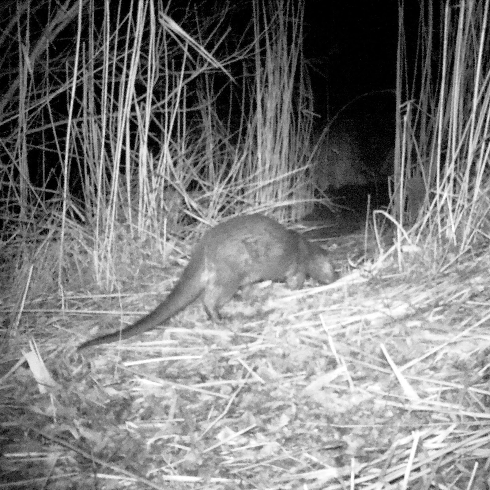 TrogTrogBlog: Night-time trail camera - Otter part 1