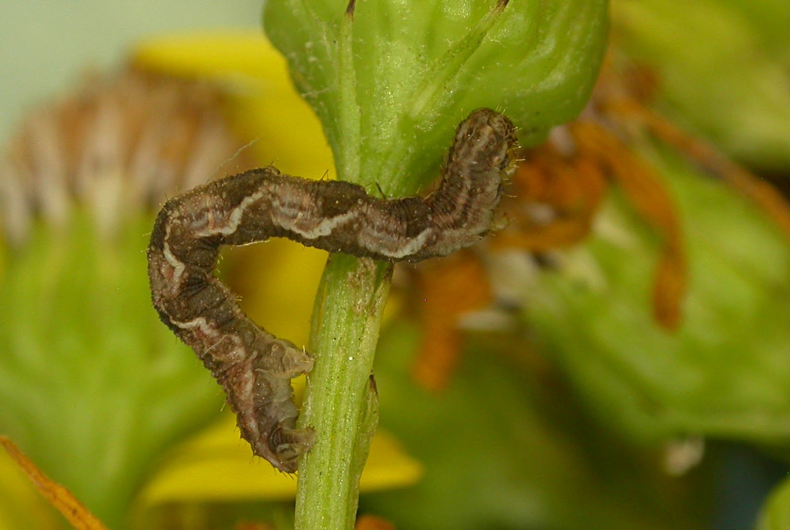 Darley Dale Wildlife: Golden-rod Pug - caterpillar