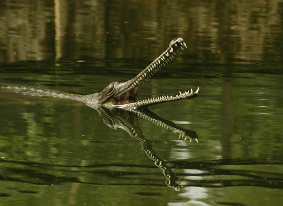 Gharial - Stock Image