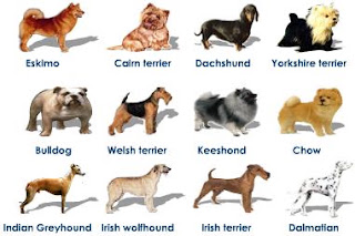 macam-macam anjing