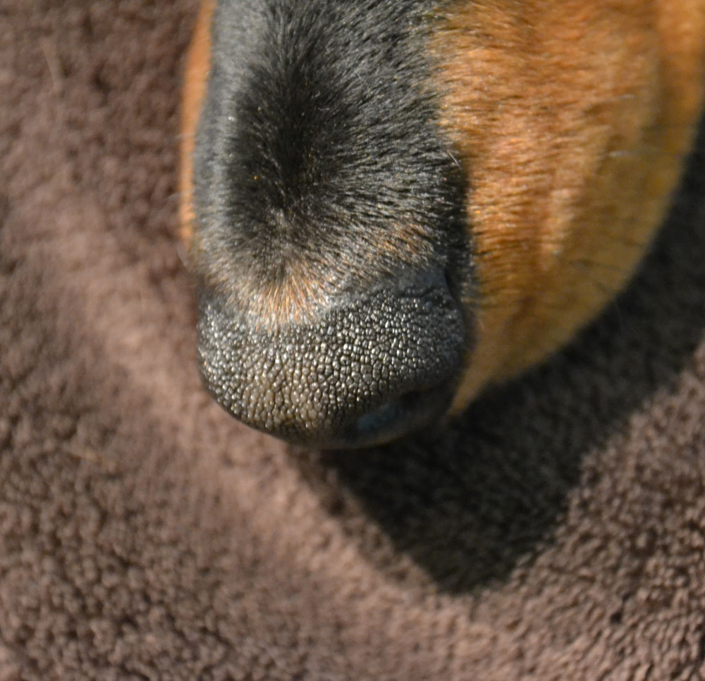 Kristi Bowman Design: I Heart Macro and Puppy Dog Noses