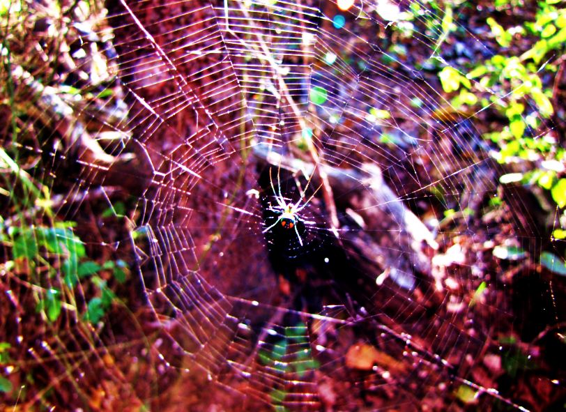 H-Town-West Photo Blog: Spiders in Bush Park - Barker Reservoir wilderness