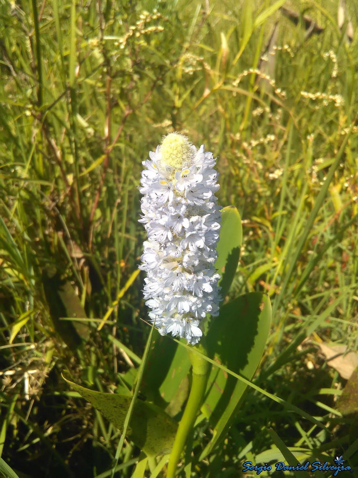 Flora Nativa de Entre Rios