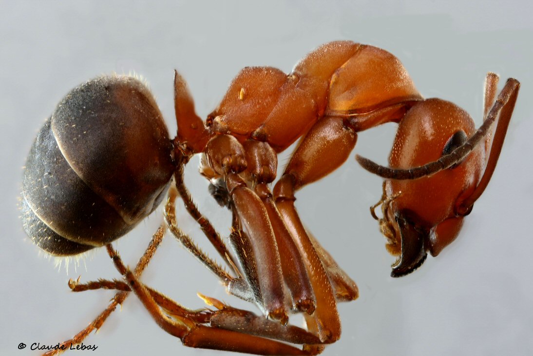 Fourmis du Portugal: Formica dusmeti