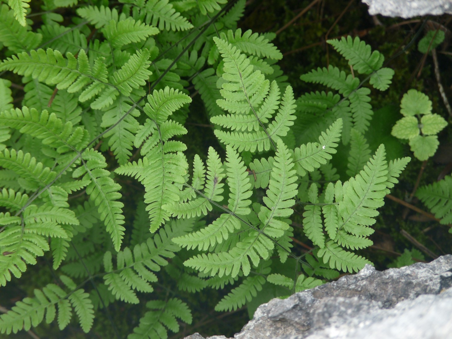 Hutton Roof's Special Ferns and More: Gymnocarpium robertianum ...