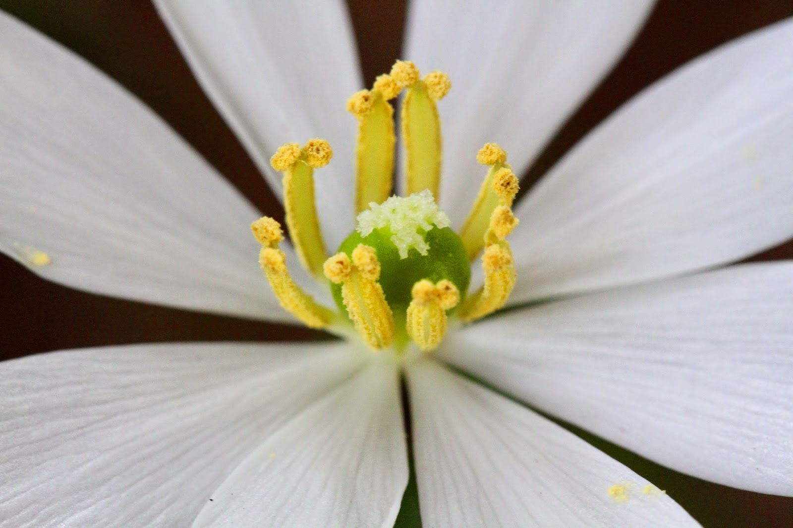 Botanizing Illinois and Beyond: Jeffersonia diphylla (L.) Pers. (Twinleaf)