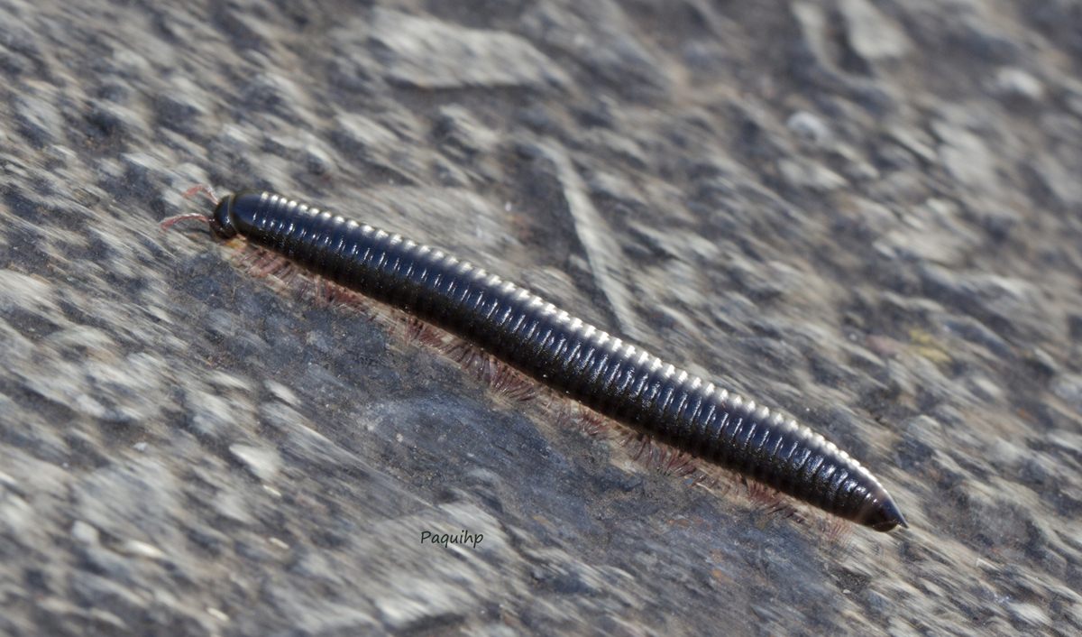 Paqui.blog de naturaleza: MILPIÉS.