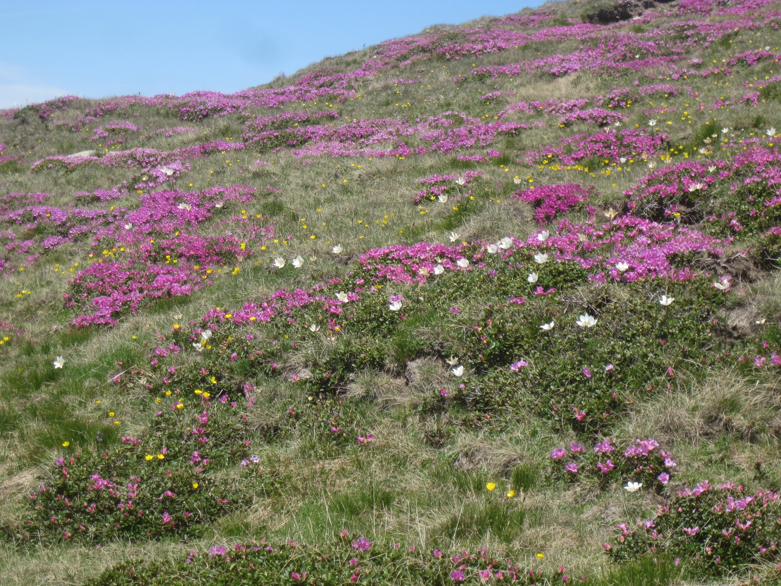 Impresii de calatorie: 31 mai 2018, plin sezon la rododendron in Bucegi