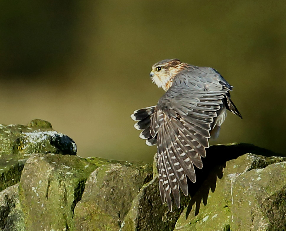 Darley Dale Wildlife: Merlin - male